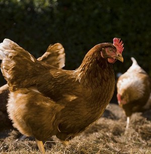 Les races de pondeuses - La Ferme et la Boutique d'Elise